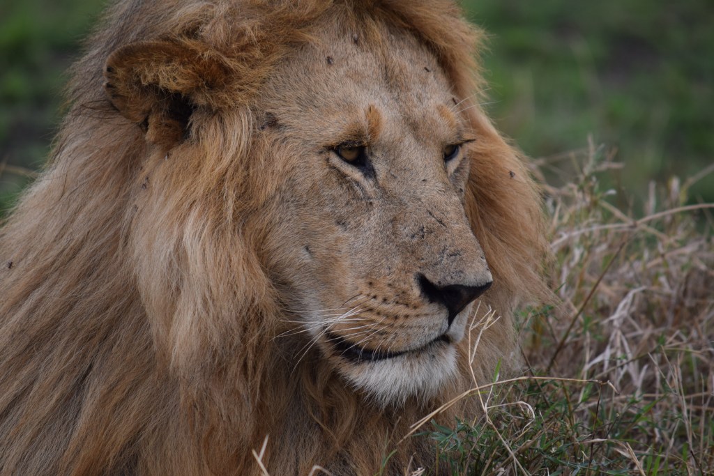 We Have Been Fortunate to See So Many Amazing Animals in the Wild ...