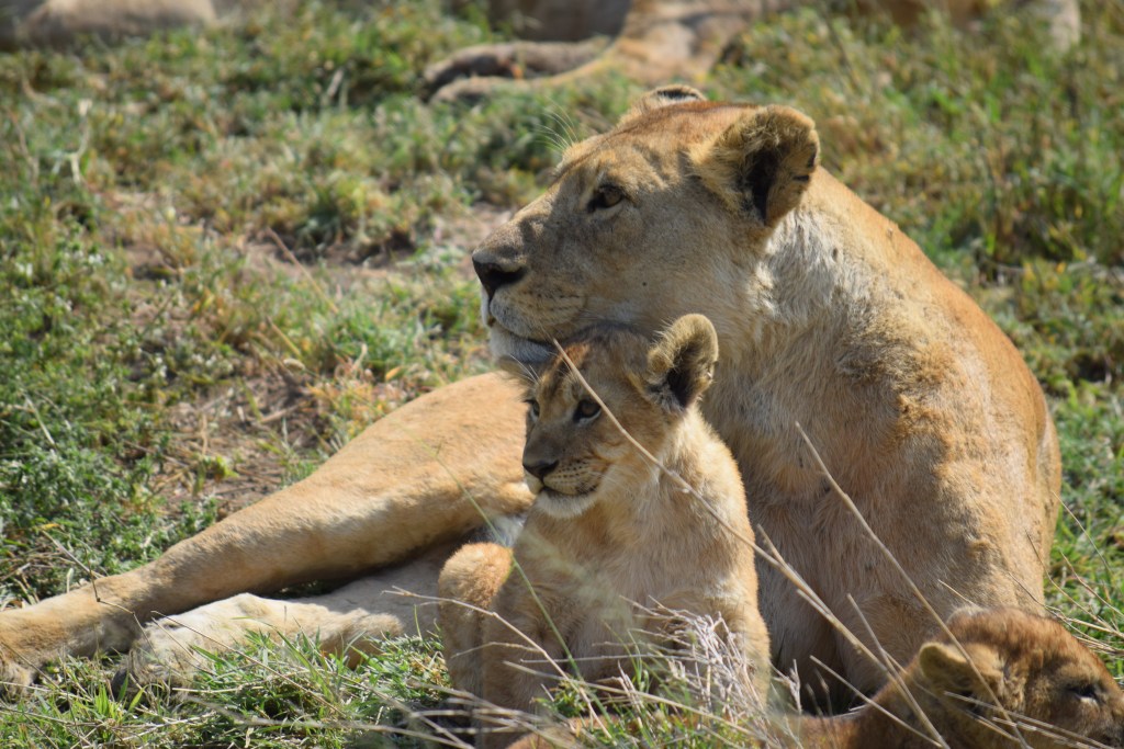 We Have Been Fortunate to See So Many Amazing Animals in the Wild ...