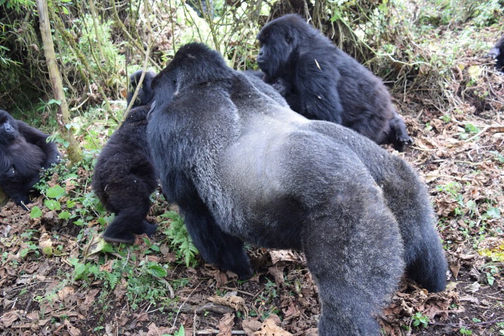 Trekking to Spend Time with a Gorilla Family in Rwanda - Living The Q ...